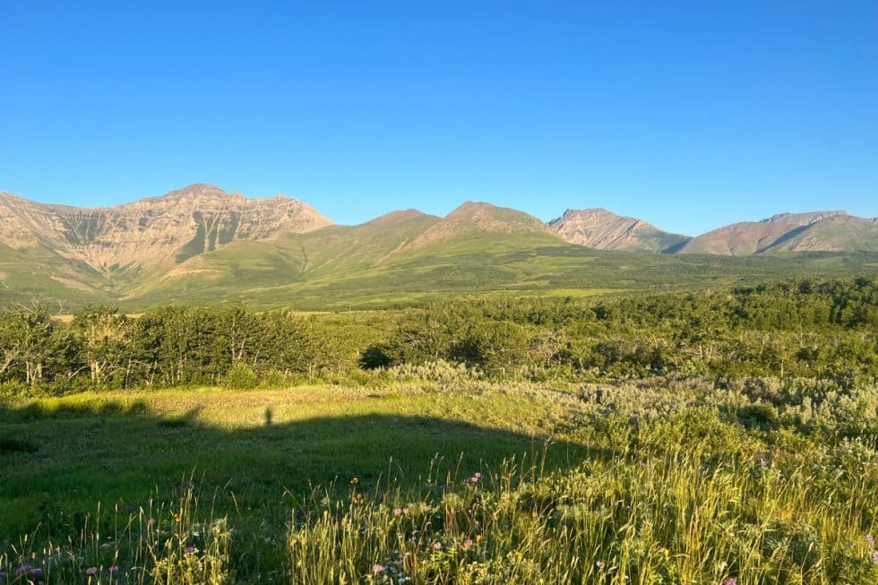 Olson Bison Rewilding Project: Why the Olson Family's Work Matters for ...