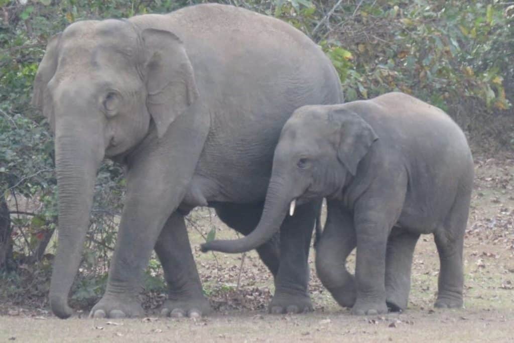 Wildlife Research and Conservation Society: Science and Coexistence ...
