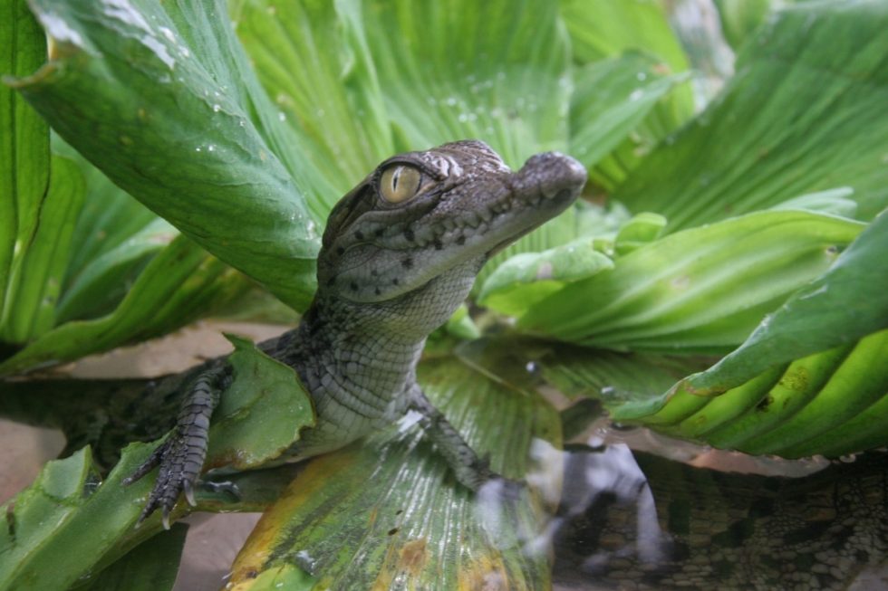 Gorongosa: the silent landscape transformed into an ecosystem teeming ...