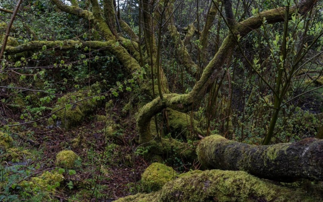 Wilder Reads: A Review of 'An Irish Atlantic Rainforest' | The Global ...