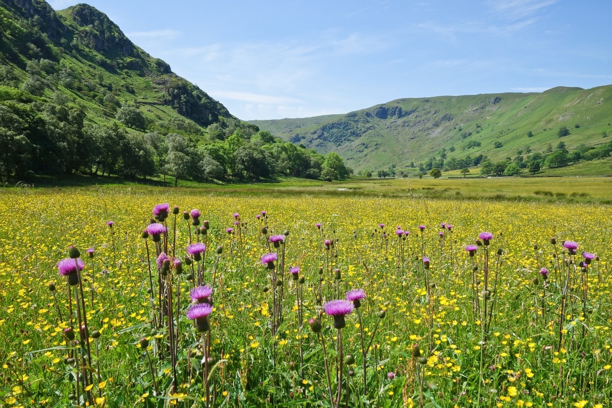 The Global Rewilding Alliance | Unleashing Nature’s Healing Power