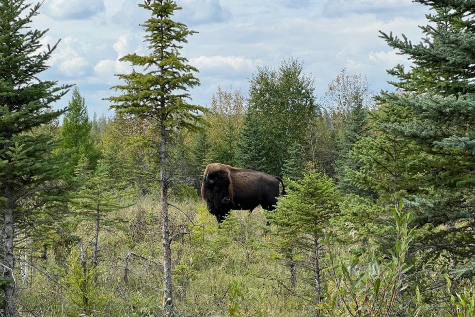 Olson Bison Rewilding Project: Why the Olson Family's Work Matters for ...
