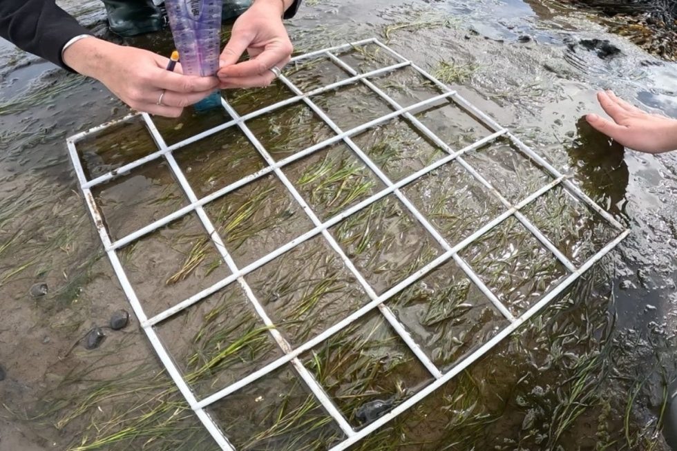 Mossy Earth: turning everyday people into rewilders | The Global ...