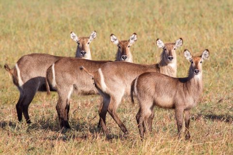 Gorongosa: the silent landscape transformed into an ecosystem teeming ...