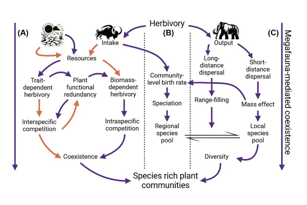 Shifting baselines and the forgotten giants: integrating megafauna into ...