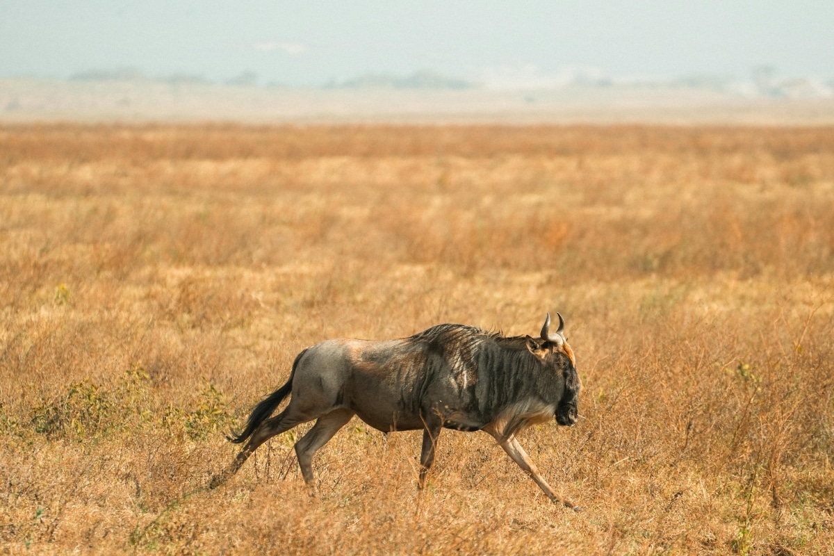Finding common ground: the case of pastoralism and rewilding | The ...