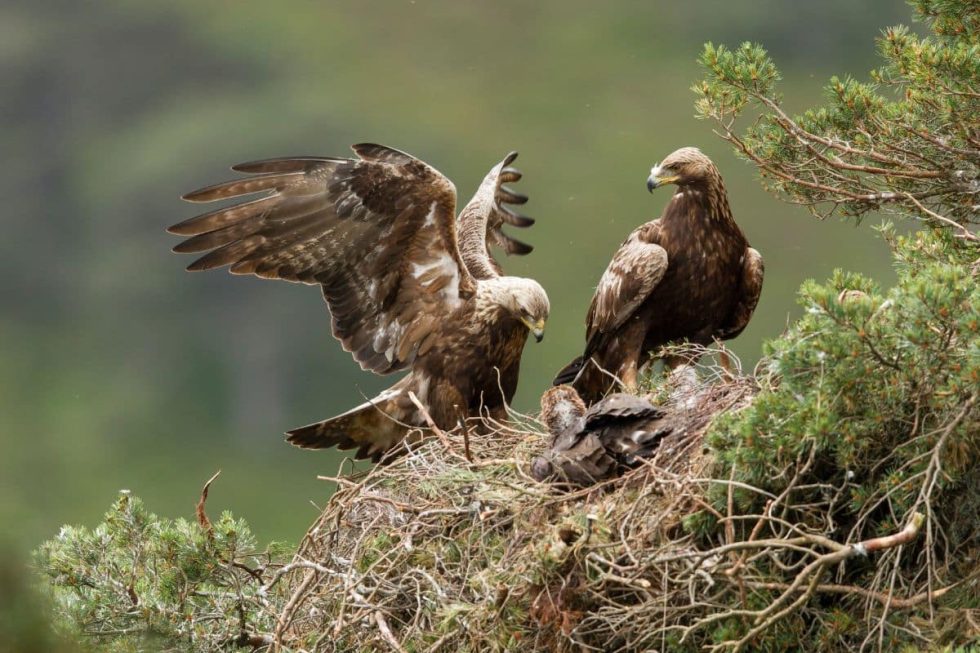 Rewilding the Scottish Highlands: Creating Steps for Large-Scale ...