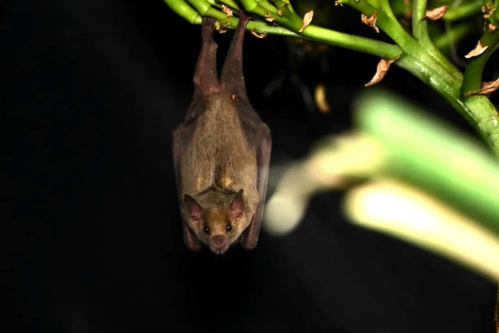 Bat Conservation International: Securing a Wilder Future for Bats | The ...