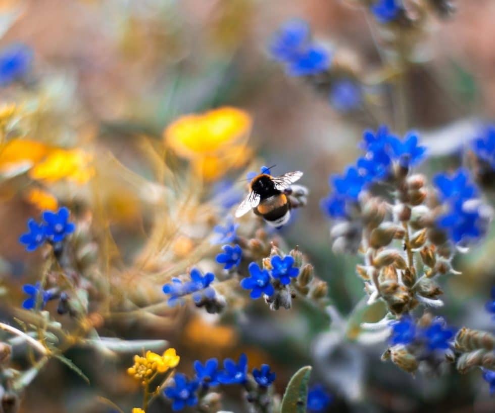 Rewild Your Life: Everyone Can Do It, Here’s Where To Start! | The ...