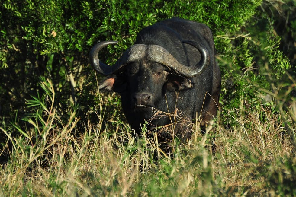 Rewilding in the Wake of Civil War: Maputo National Park | The Global ...